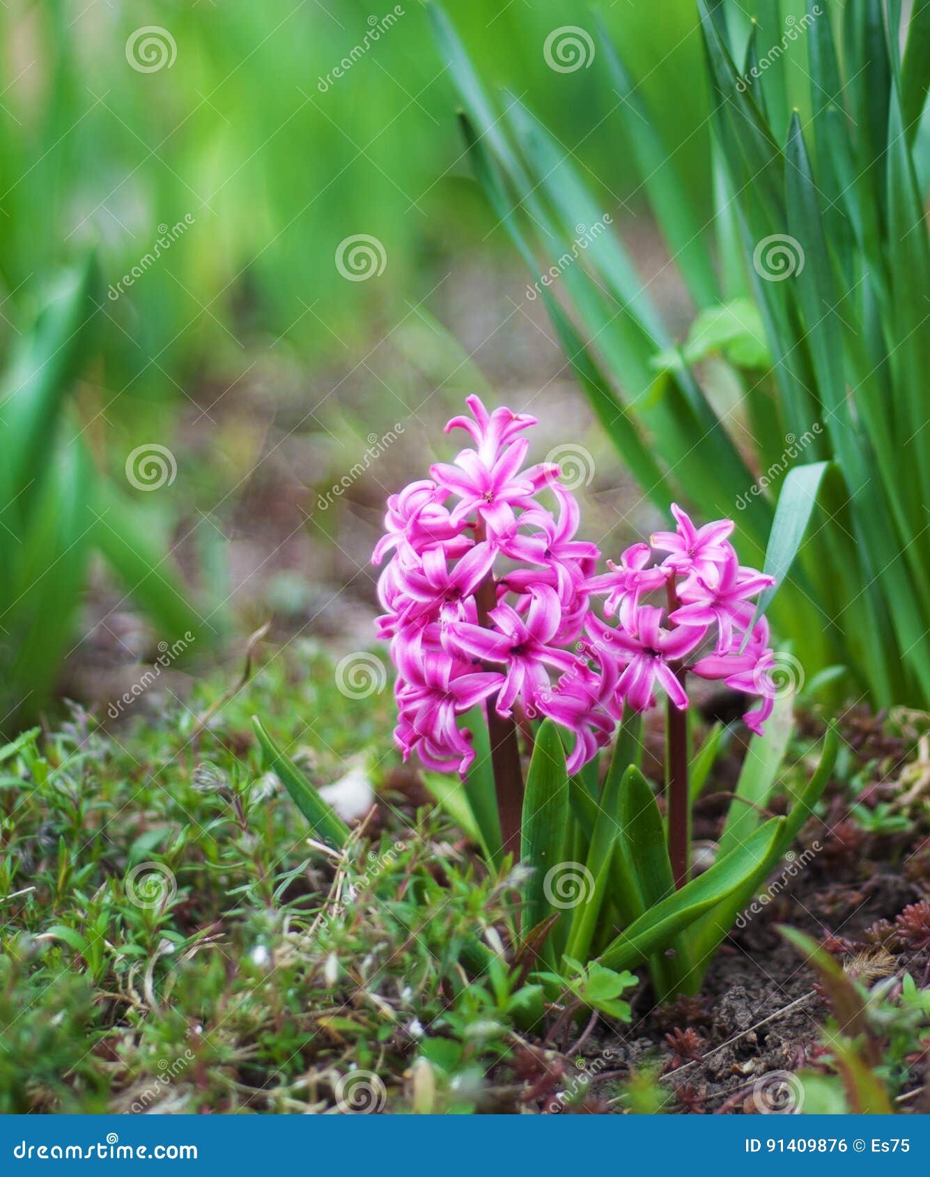 Spring hyacinth flowers stock photo. Image of landscape - 91409876