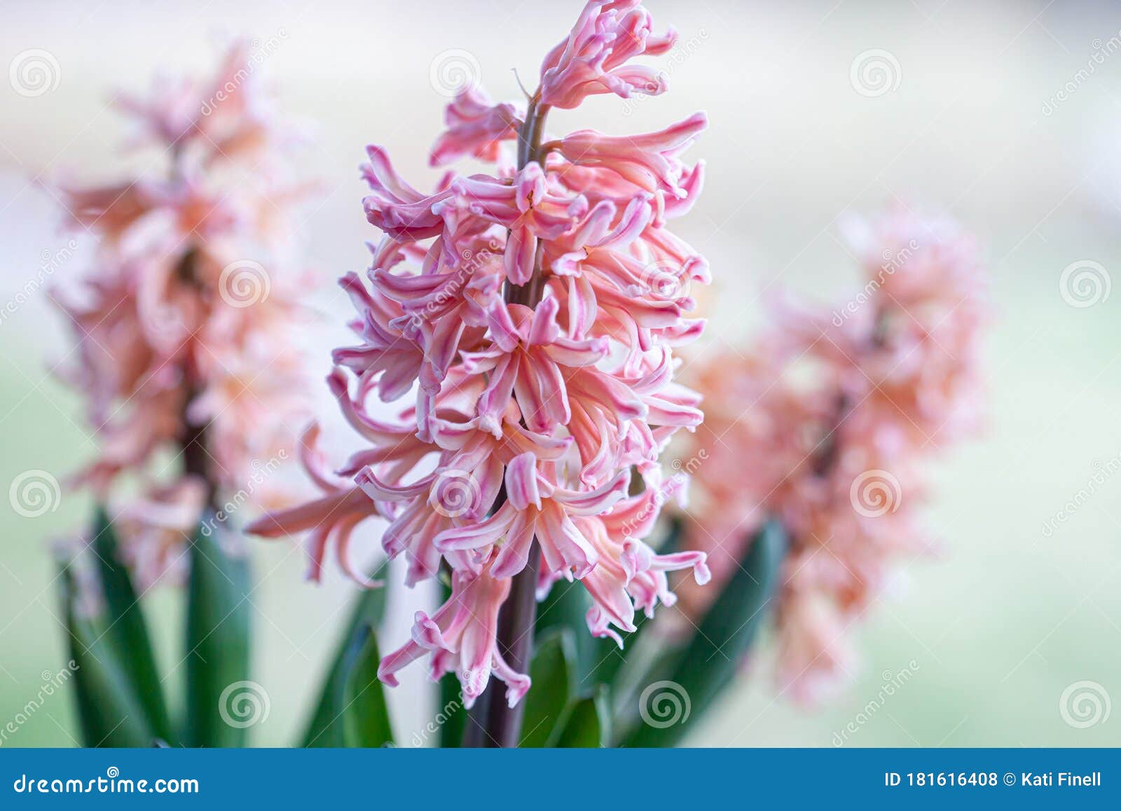 Spring Hyacinth in Pastel Peach Color Stock Photo - Image of gardening ...