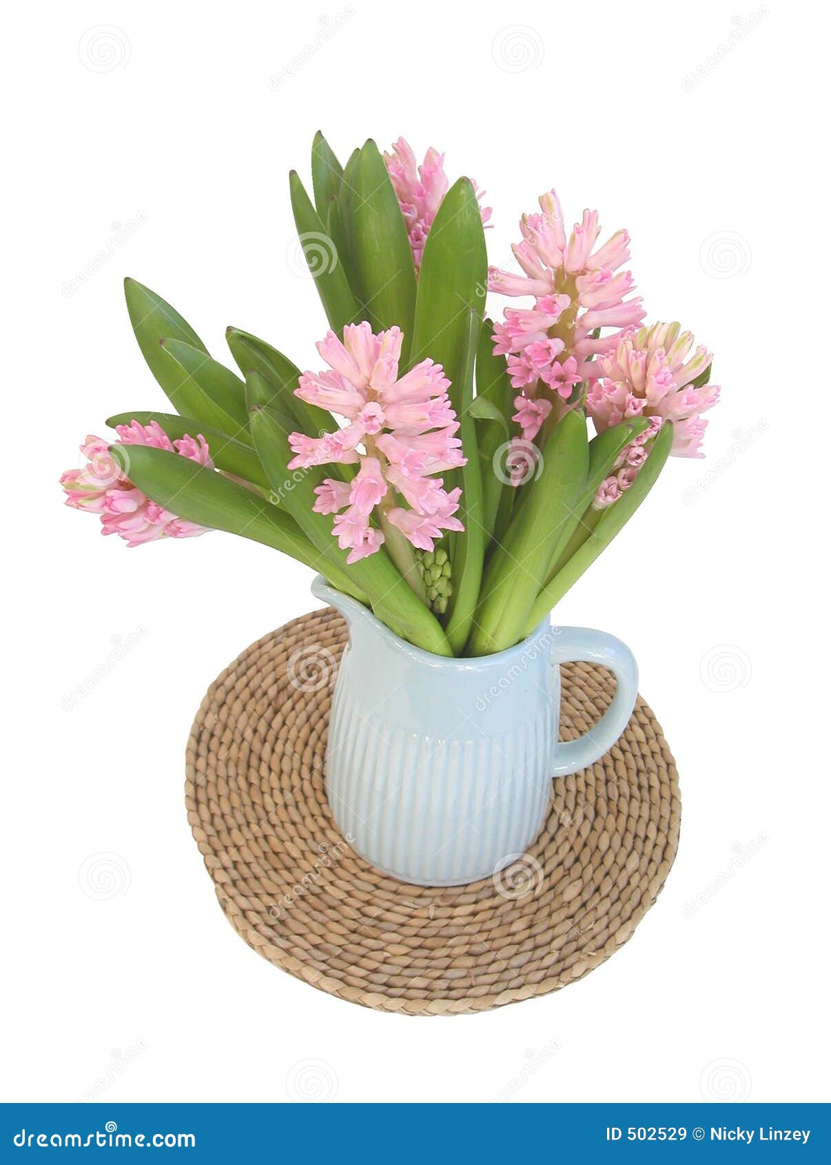 Spring hyacinths stock image. Image of scent, floral, stem - 502529