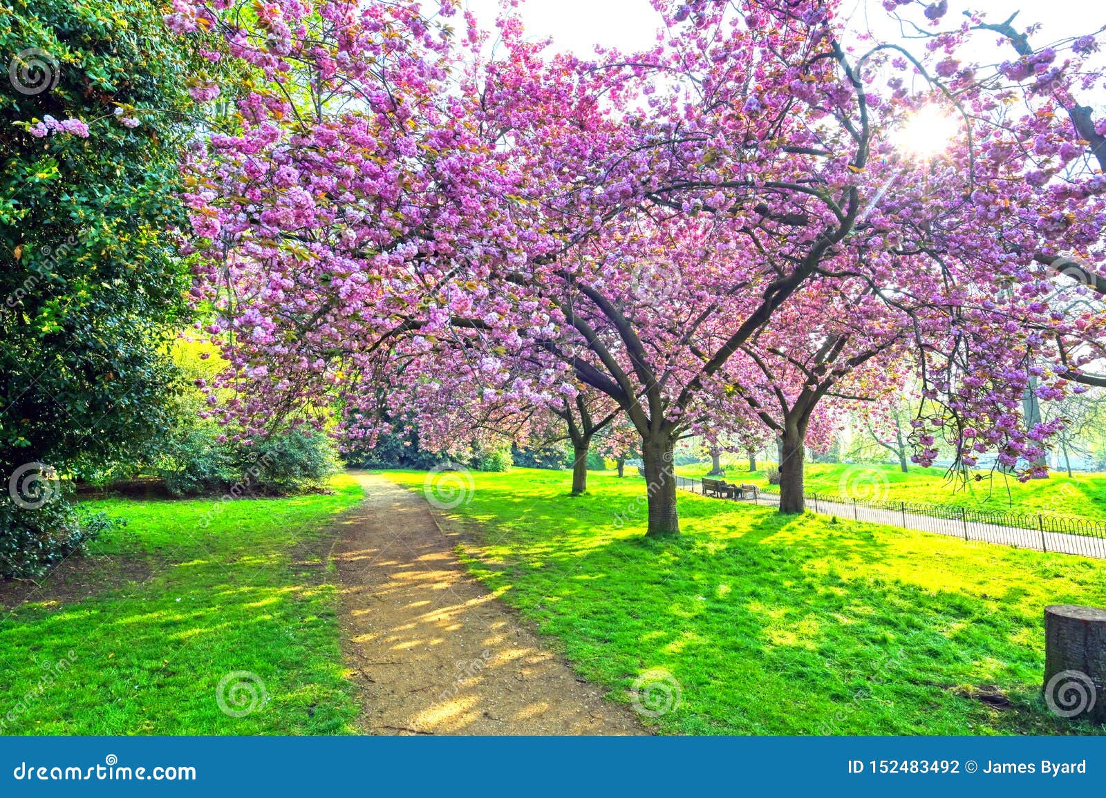 Hyde Park in London, UK stock photo. Image of garden - 152483492