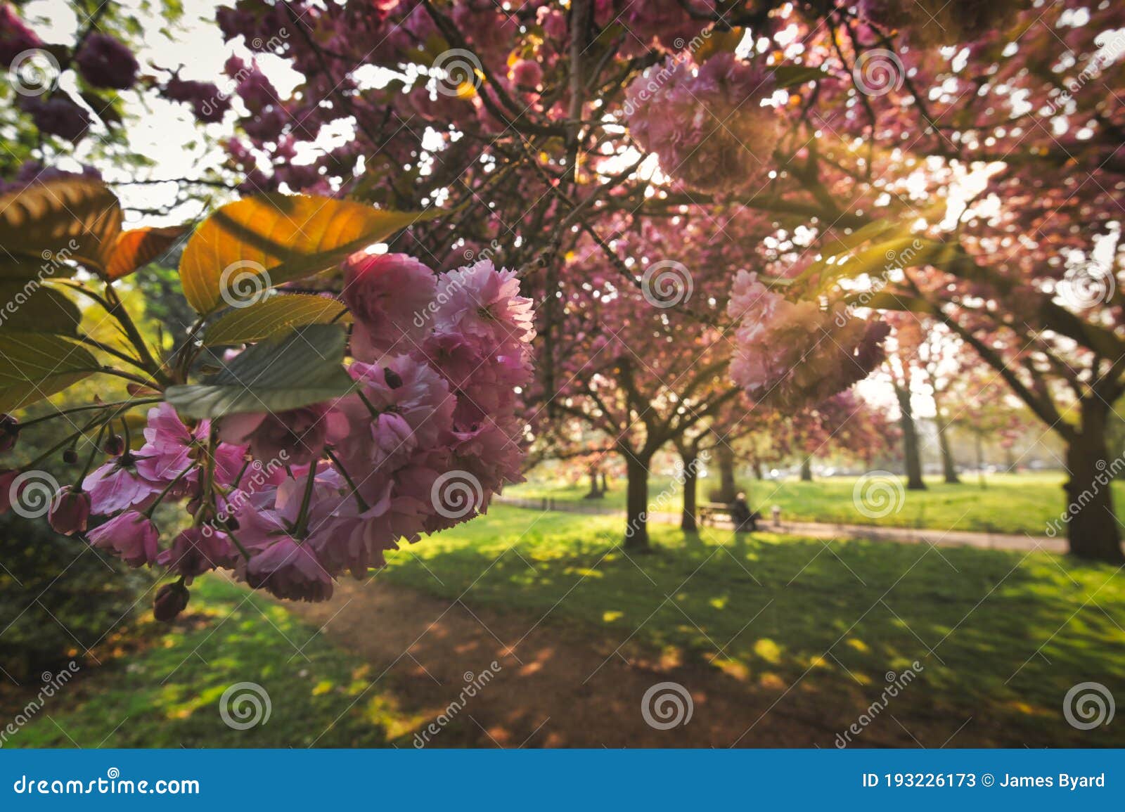 Spring In Hyde Park, London Stock Image | CartoonDealer.com #25028479
