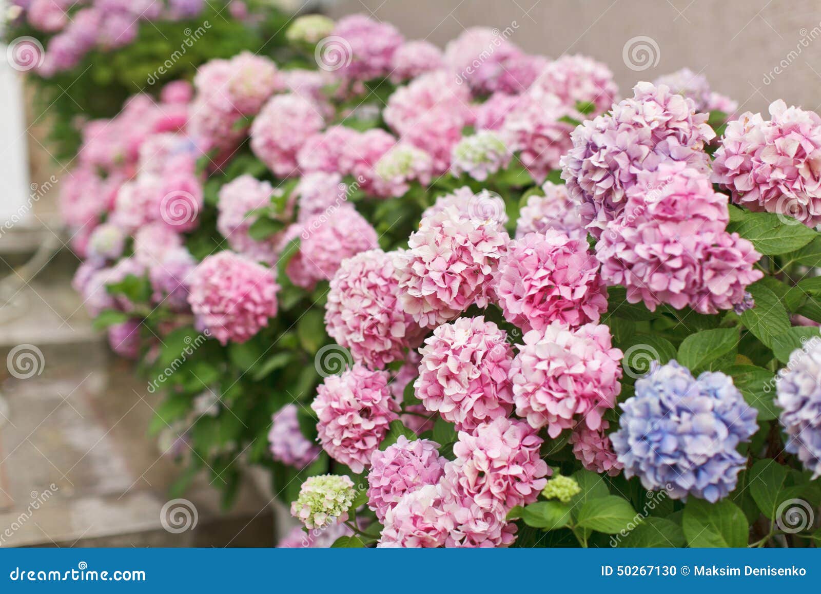 Spring Hydrangea in garden stock photo. Image of france - 50267130