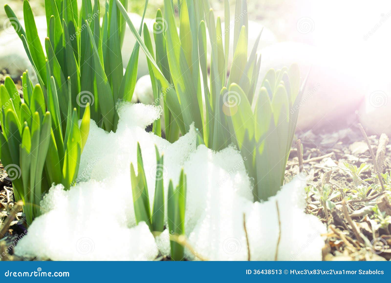 Spring ice frozen stock image. Image of hoarfrost, beautiful - 36438513