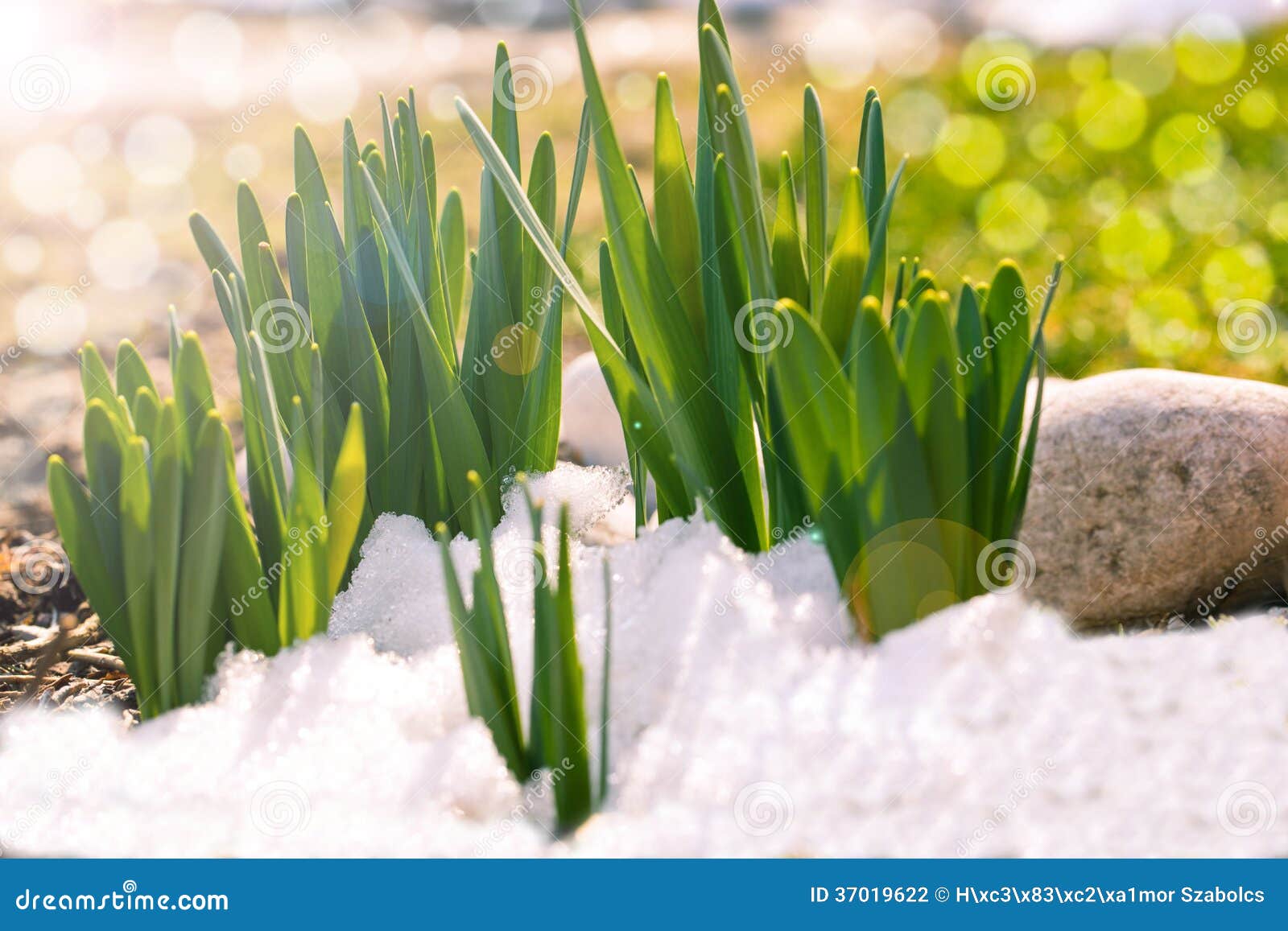 Spring ice frozen stock photo. Image of season, floral - 37019622