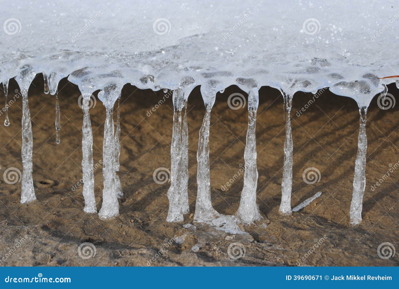 Spring icy beachfront stock image. Image of pine, daylight - 39690671