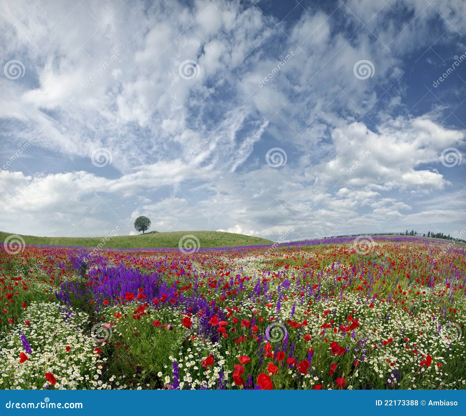 ...spring idyll... stock photo. Image of flowers, colors - 22173388