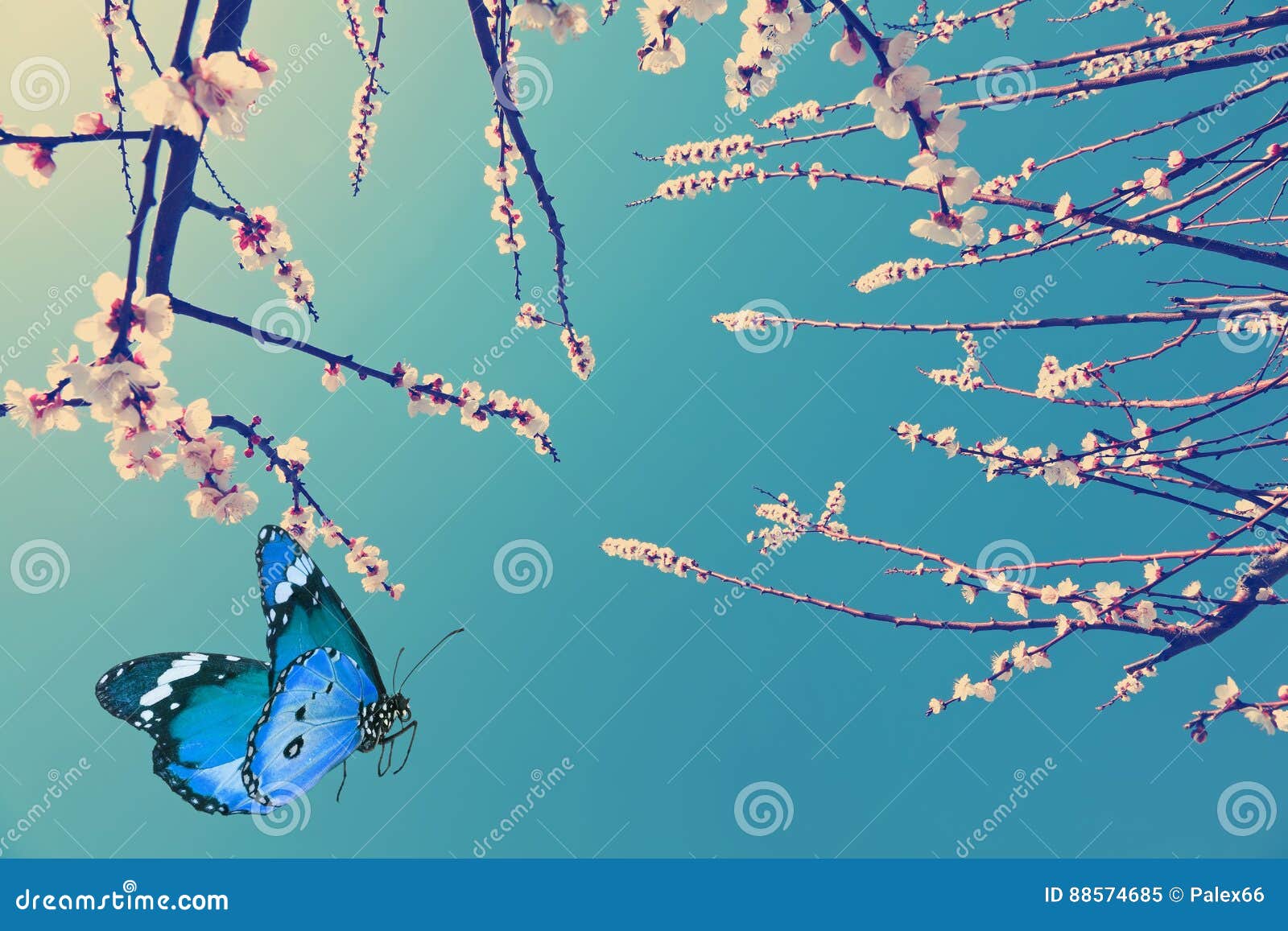 Spring is coming again stock image. Image of flower, light - 88574685