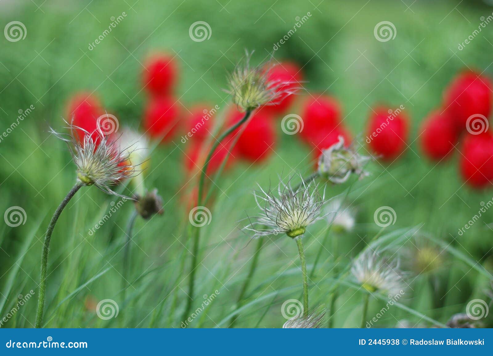 Spring Impression Picture. Image: 2445938