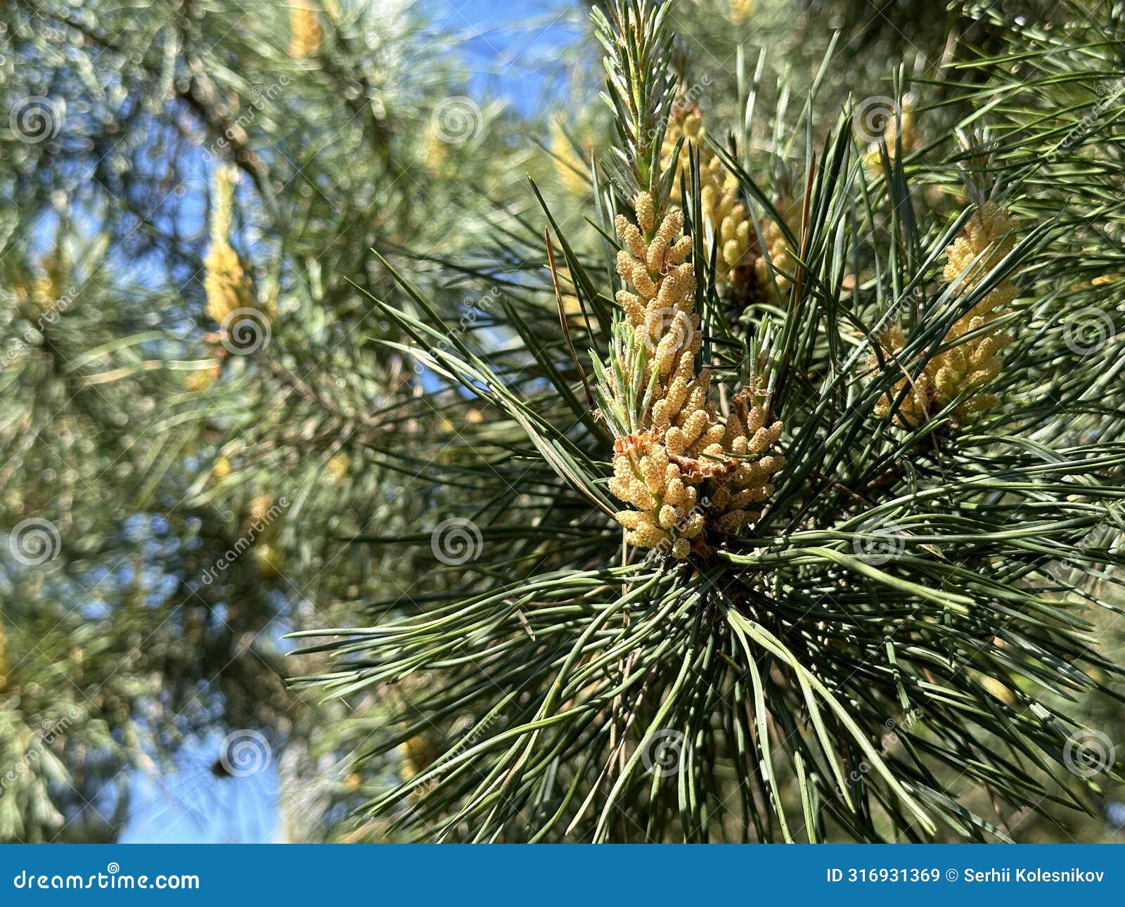 Spring Inflorescence on a Coniferous Tree. Pine Blossoms Spreading ...
