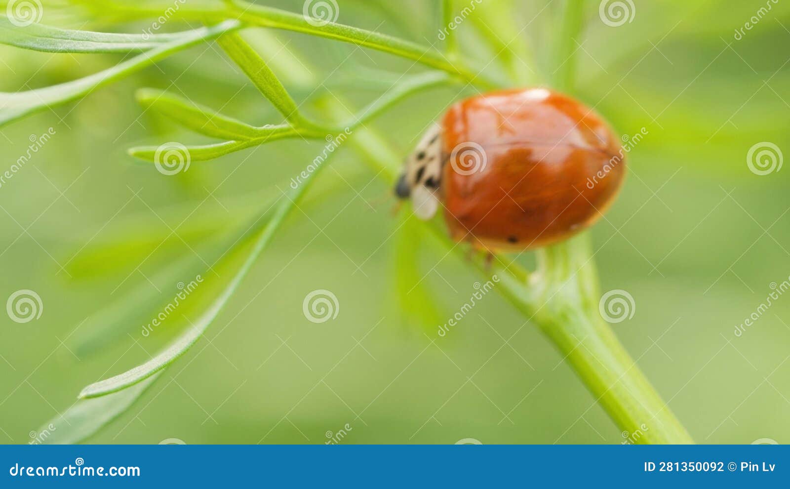 Spring insect stock footage. Video of insect, ecology - 281350092