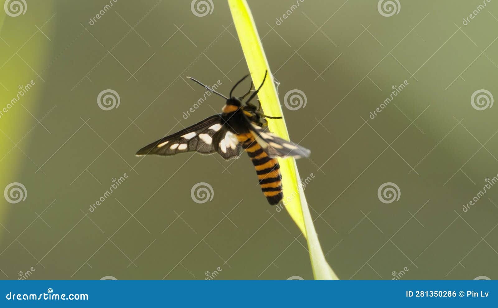 Spring insect stock footage. Video of spring, insect - 281350286