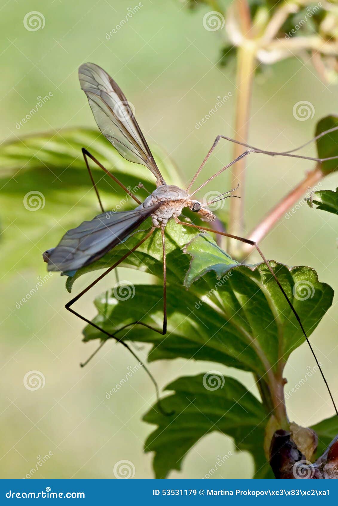 Spring insects stock image. Image of spread, fragility - 53531179