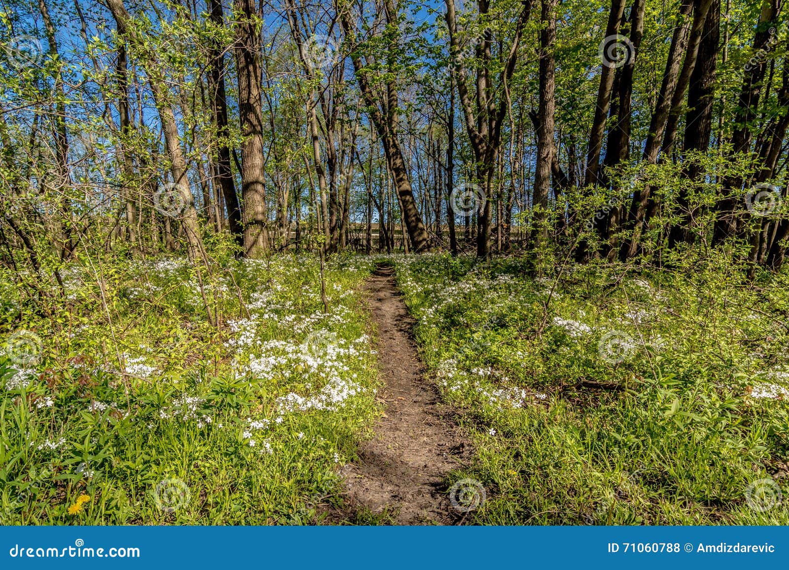Spring in Iowa stock photo. Image of land, agricultural - 71060788
