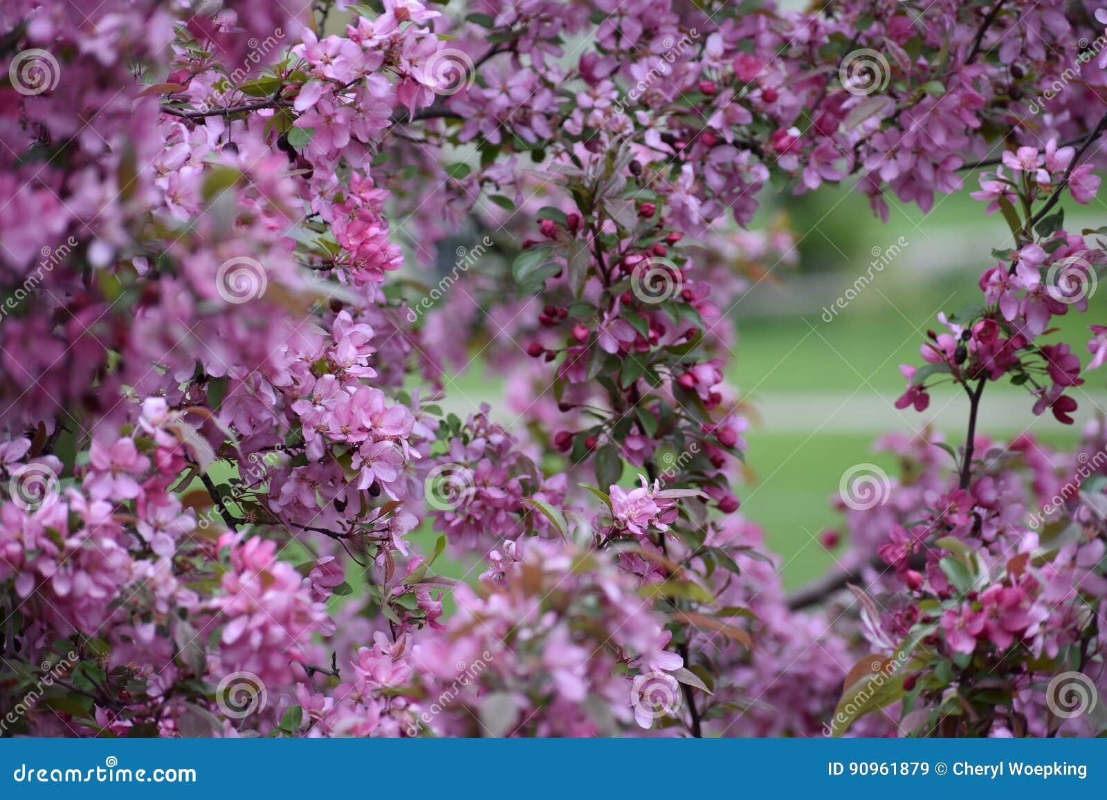 Spring in Iowa stock image. Image of fresh, purple, spring - 90961879