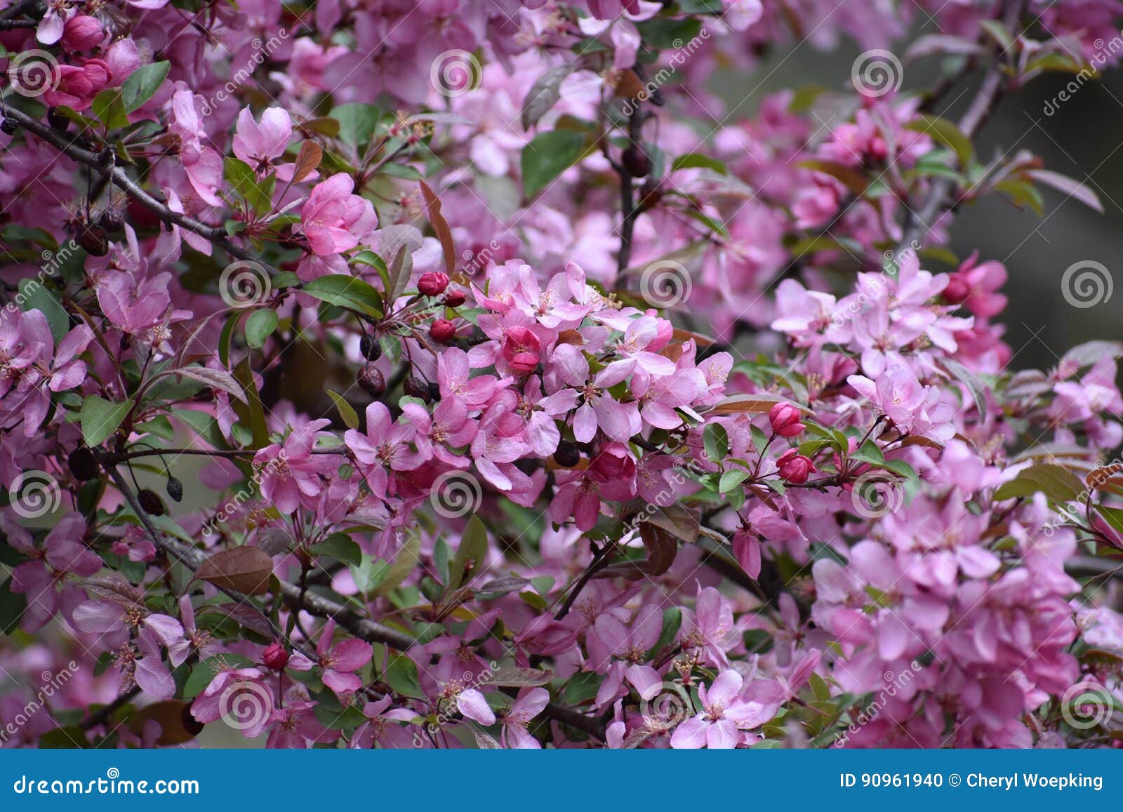 Spring in Iowa stock photo. Image of plant, trees, flower - 90961940