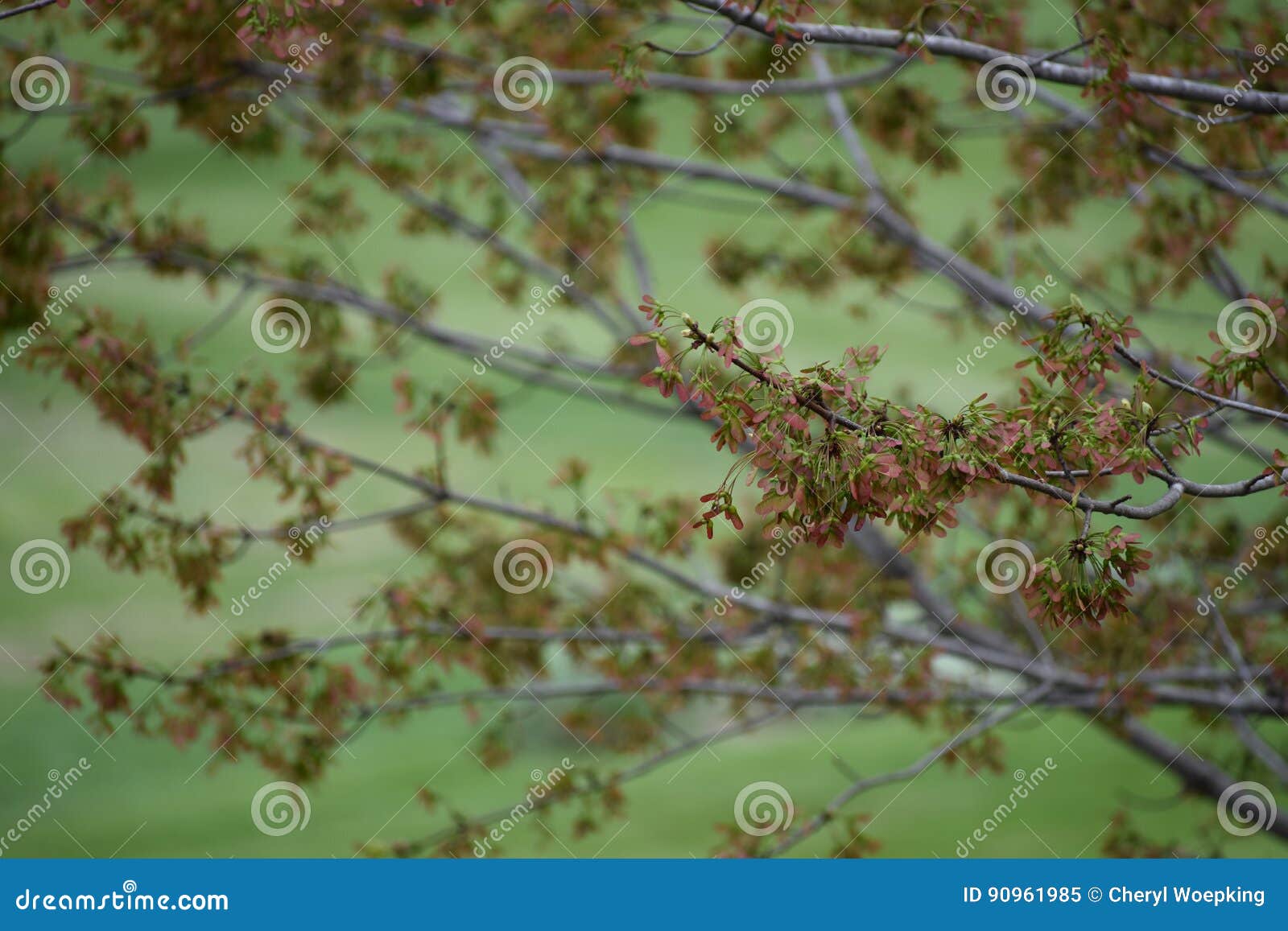 Spring in Iowa stock image. Image of vegetation, twig - 90961985