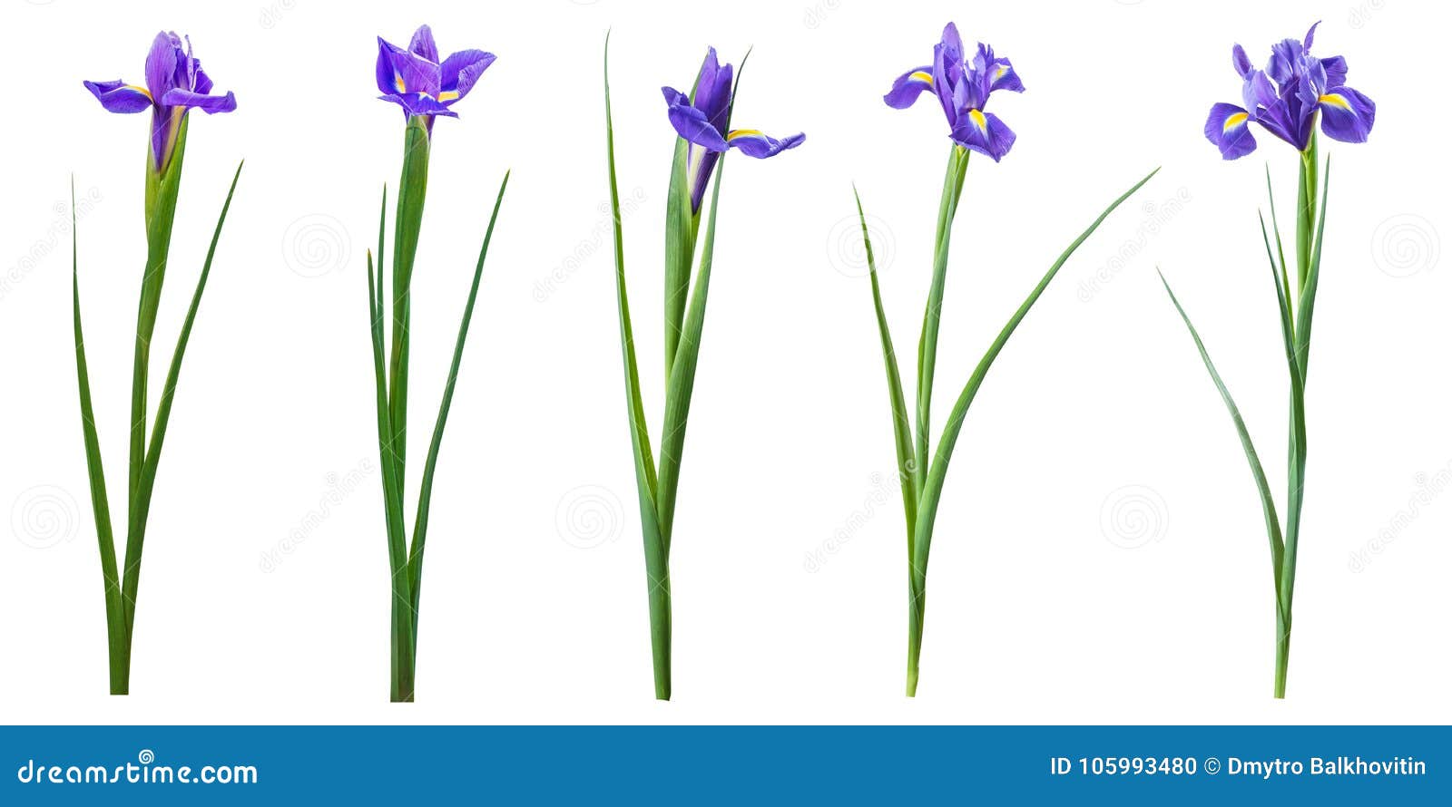 Spring Iris Flowers Isolated Stock Photo - Image of banner, easter ...
