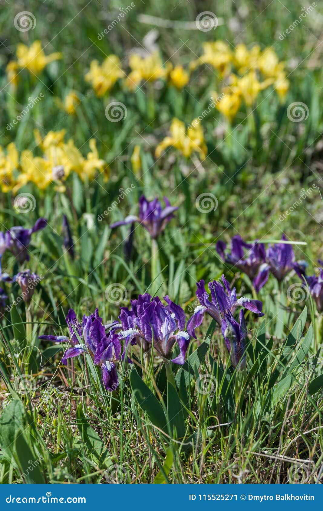 Spring iris flowers stock image. Image of selective - 115525271