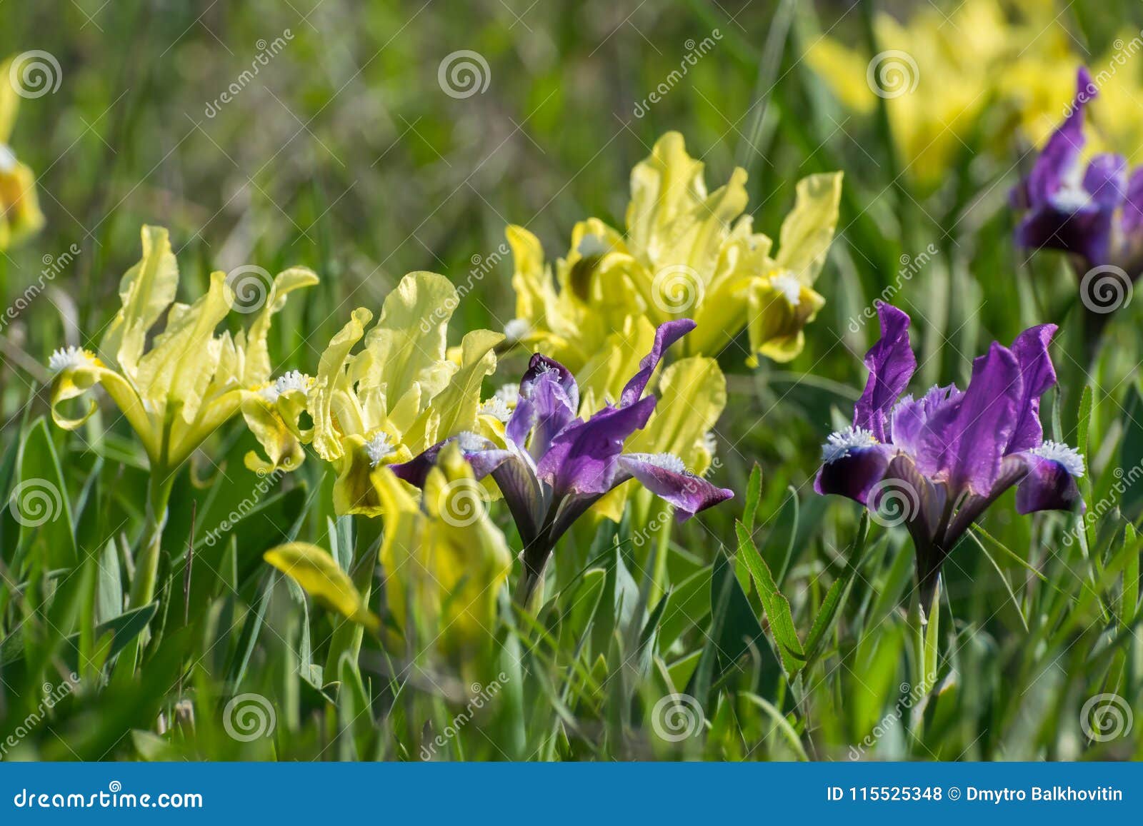 Spring iris flowers stock photo. Image of field, beautiful - 115525348