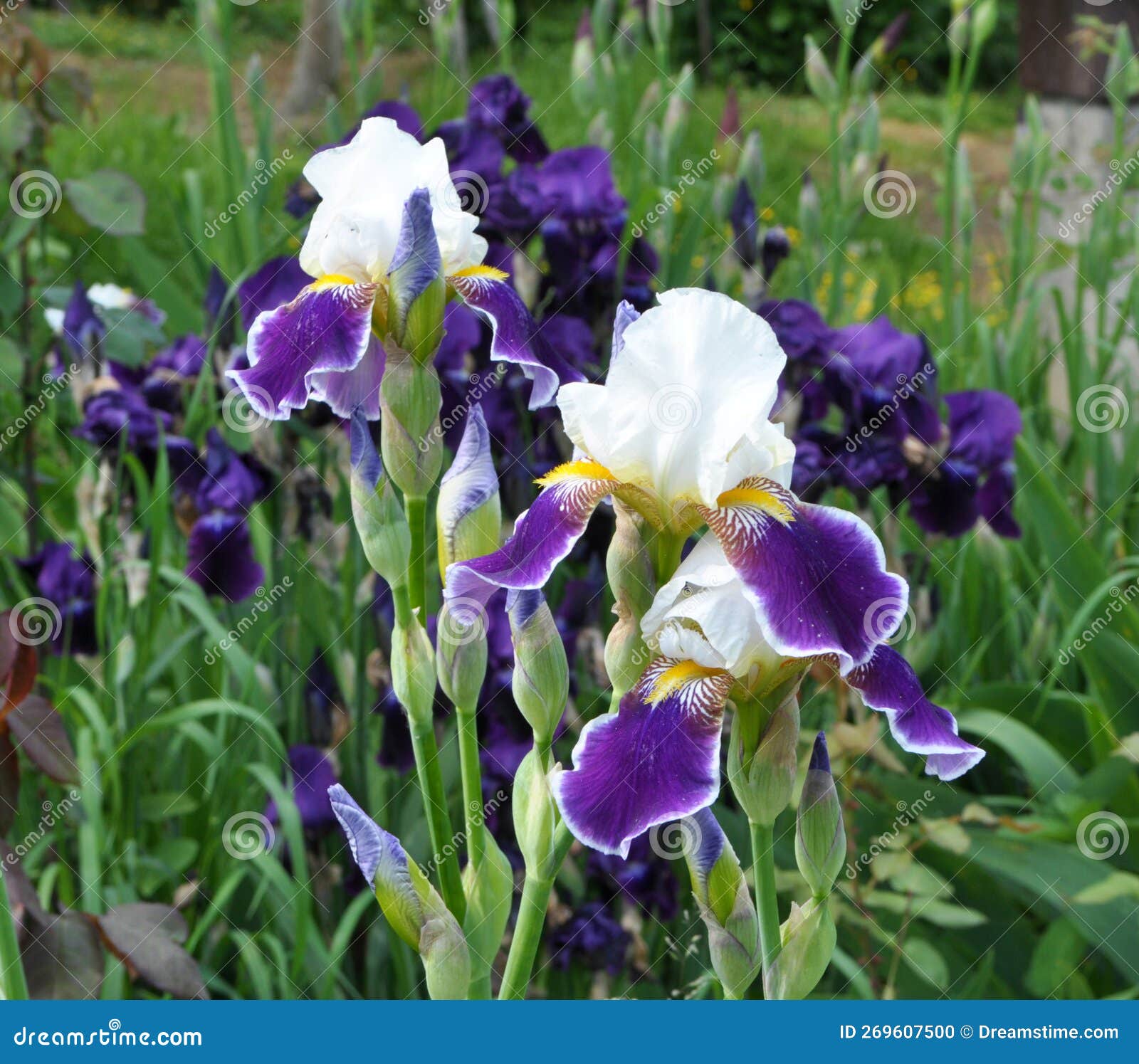 Irises Blossom in the Spring Stock Photo - Image of bright, blooming ...