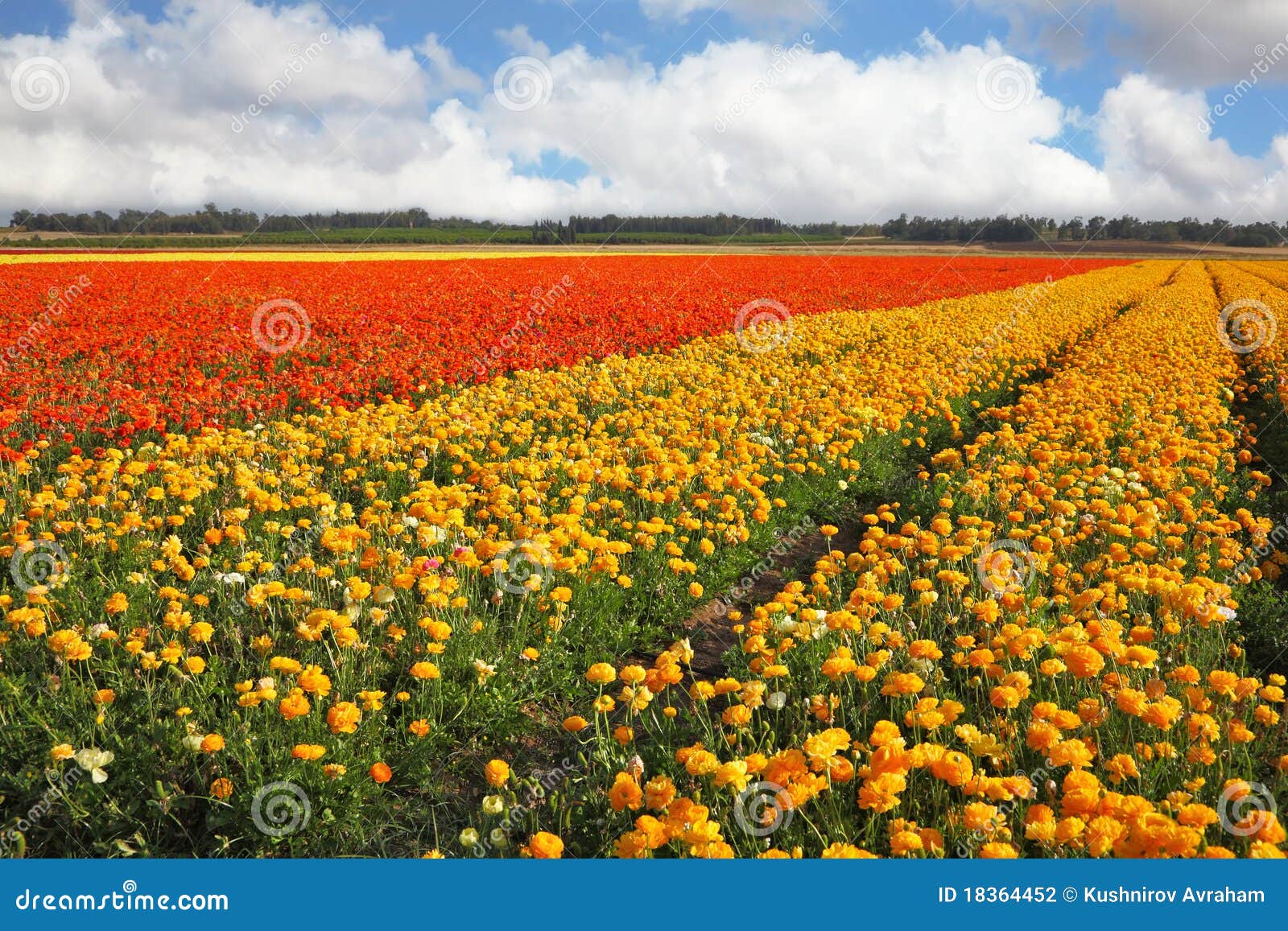 A spring in Israel stock photo. Image of grass, backgrounds - 18364452