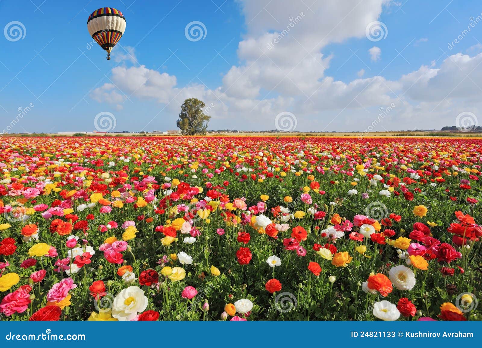 Spring in Israel stock image. Image of rural, yellow - 24821133