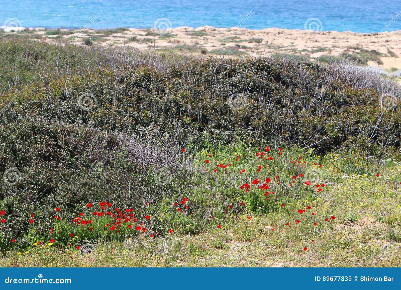 Spring in Israel stock image. Image of appeared, wind - 89677839
