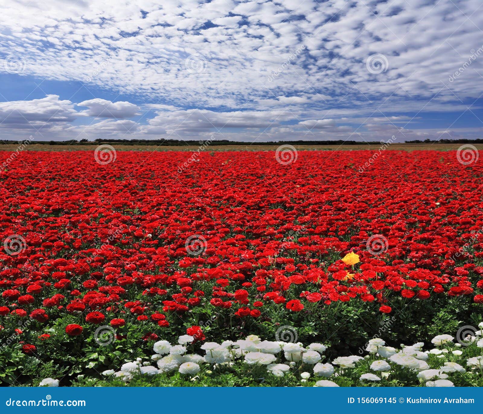 Spring in Israel stock image. Image of sale, ranunculus - 156069145