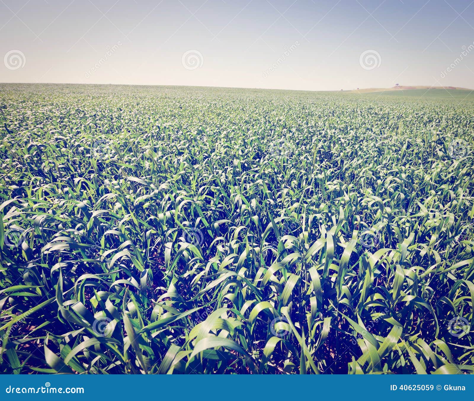 Spring in Israel stock image. Image of foliage, farm - 40625059