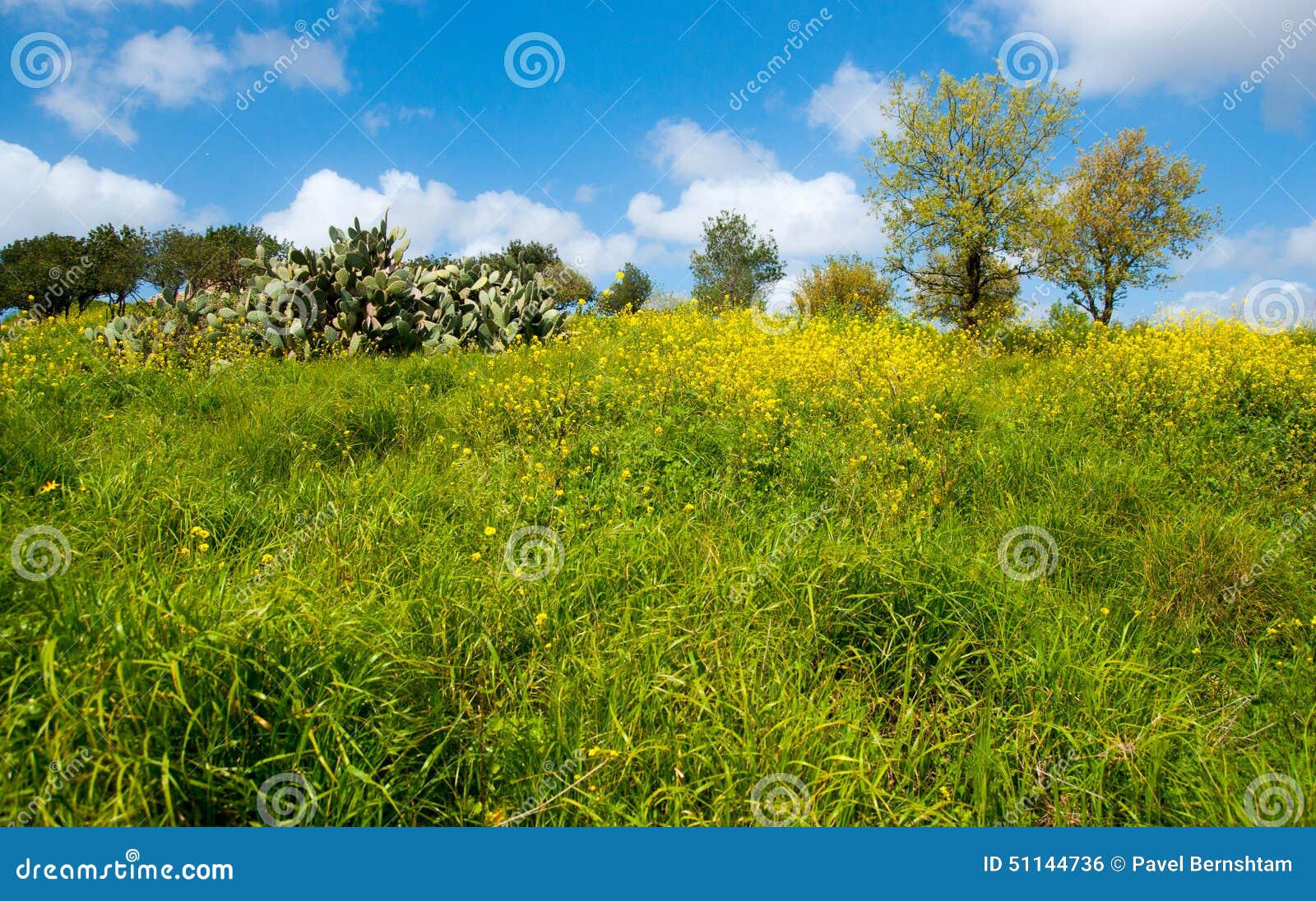 Spring in Israel stock photo. Image of colorful, nature - 51144736