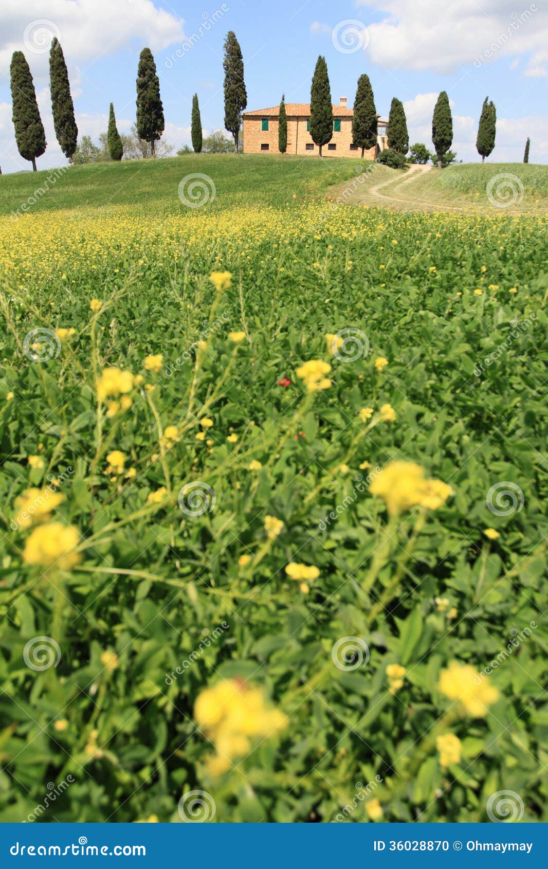 Spring in Italy stock photo. Image of garden, tuscany - 36028870