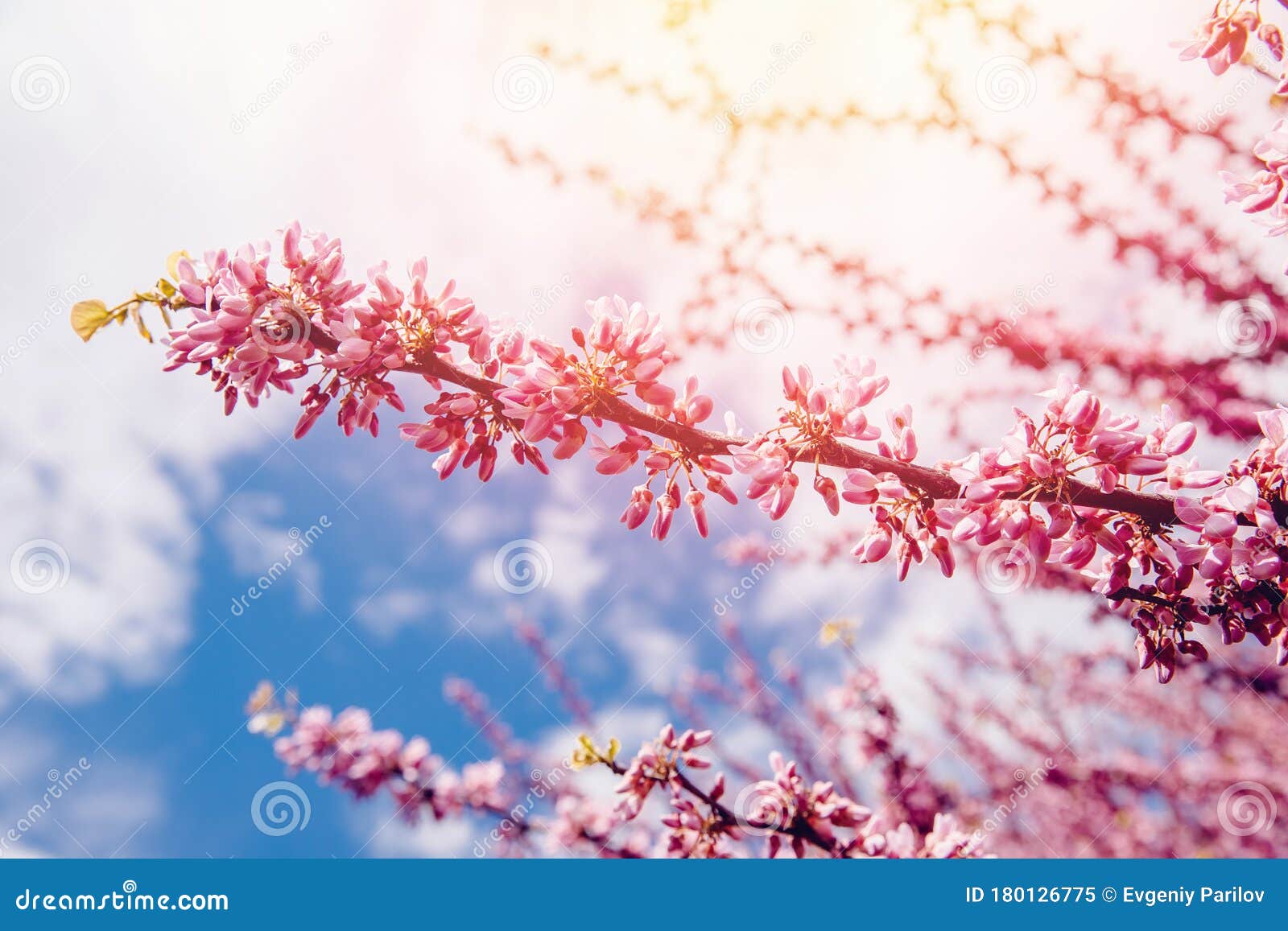 Spring in Italy Rome. Pink Petals Flowering Trees in Sunlight Stock ...