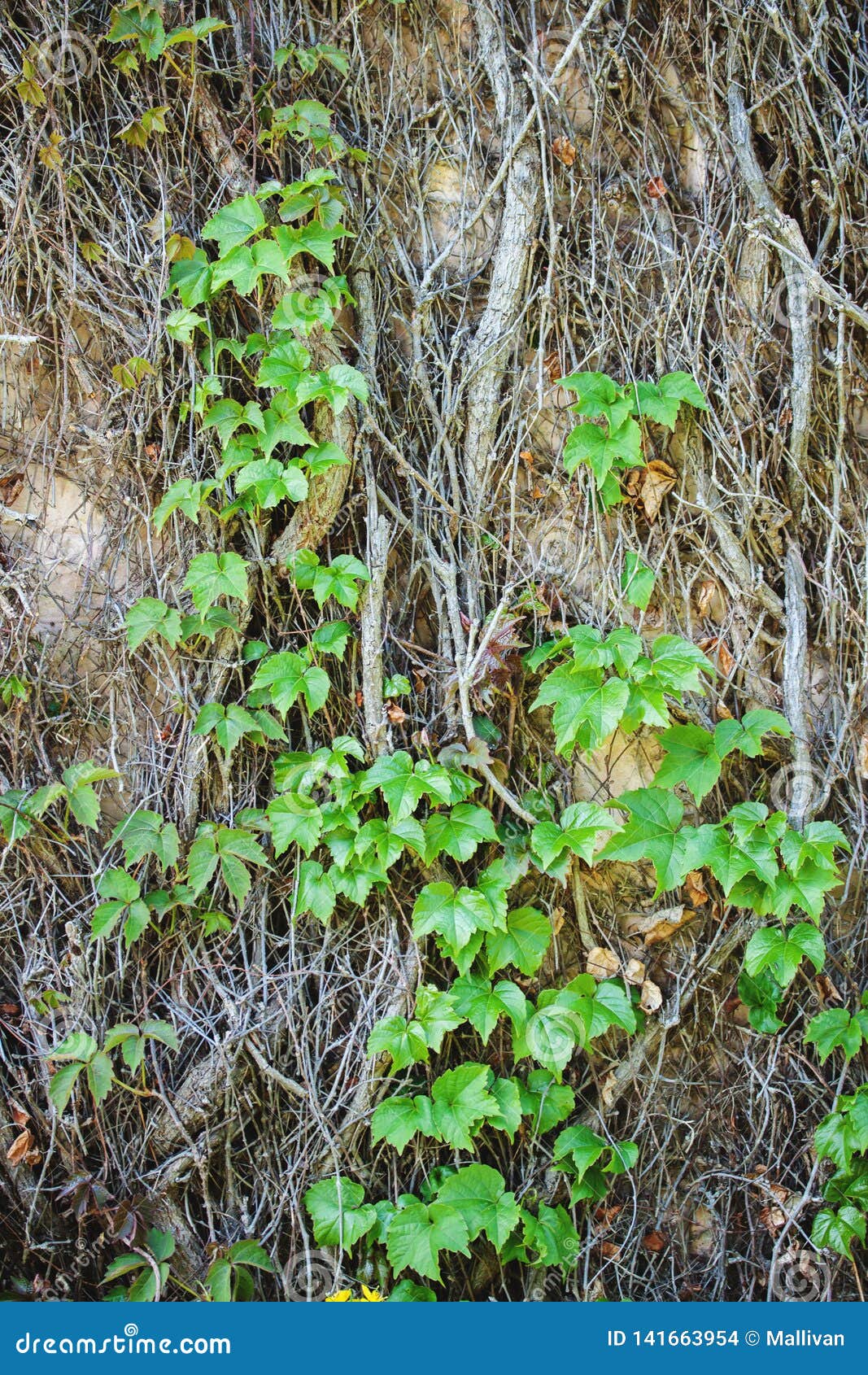 Spring ivy on the wall stock photo. Image of grass, climbing - 141663954