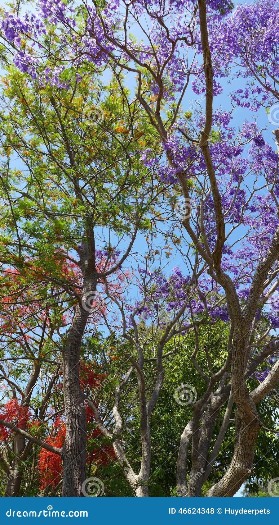 Spring Jacaranda stock photo. Image of colors, tree, season - 46624348
