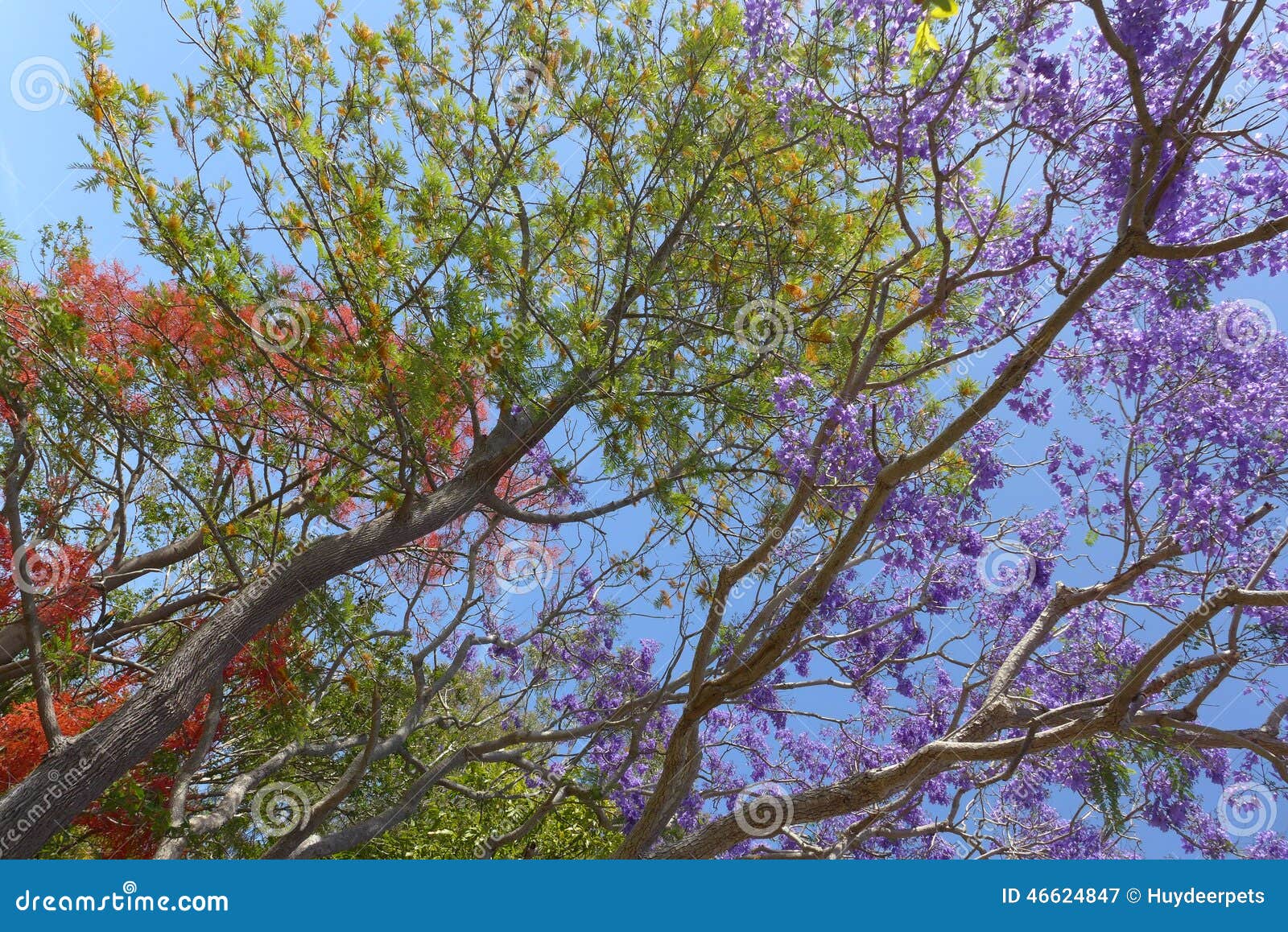 Spring Jacaranda stock image. Image of colors, season - 46624847