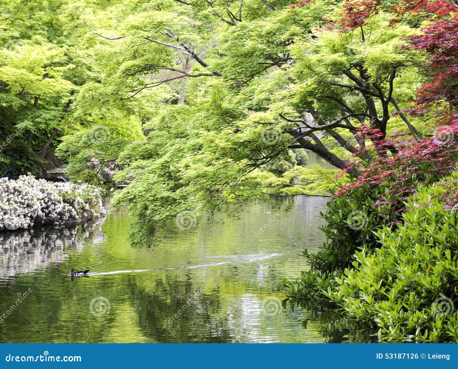 Spring in Japanese Garden stock photo. Image of duck - 53187126