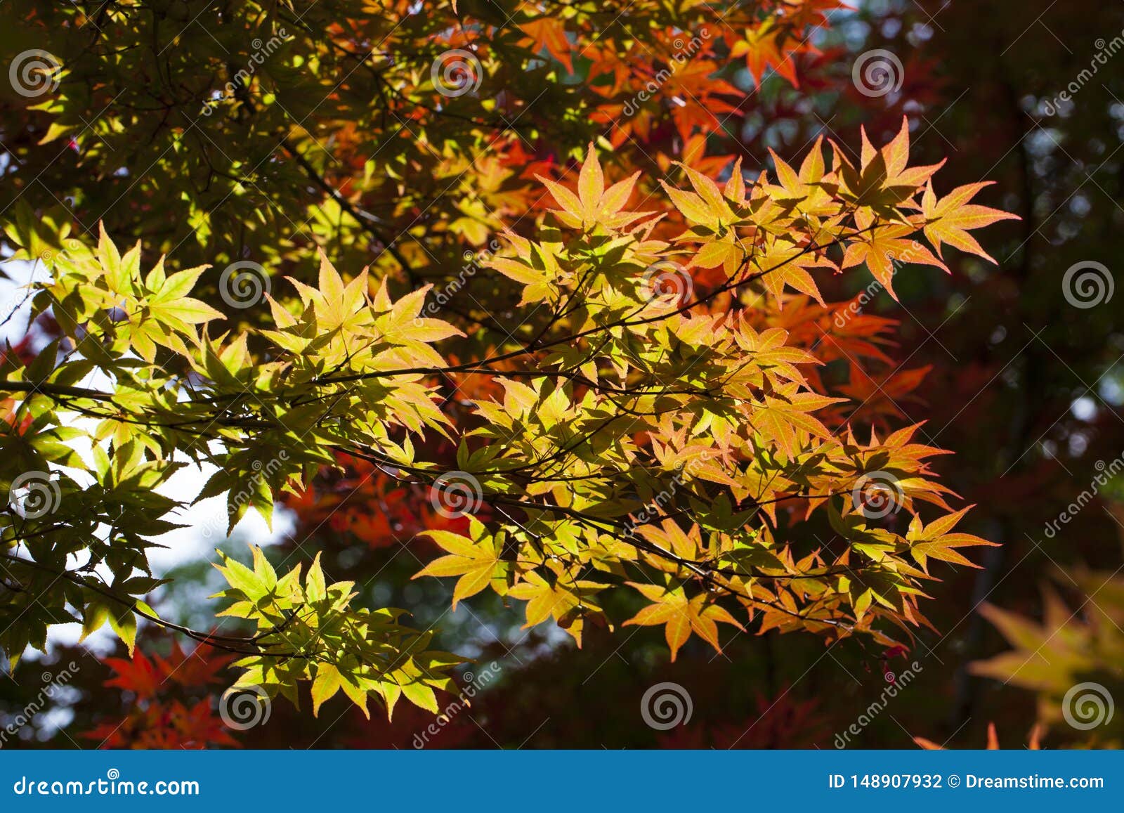 Spring Japanese Maple Leafs Stock Photo - Image of spring, tree: 148907932