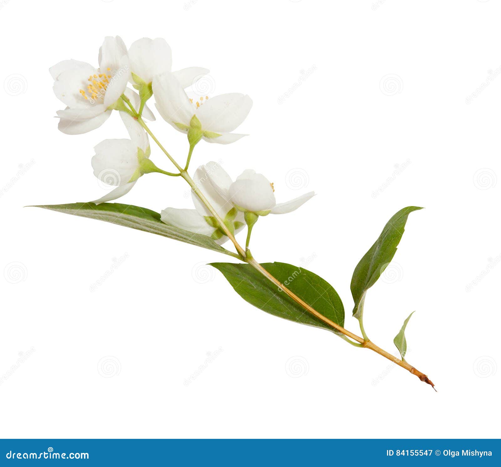 Spring Jasmine Blossoms, Single Flowers and Petals Stock Image - Image ...
