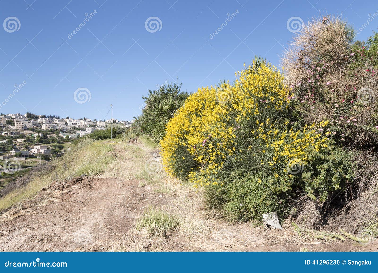 Spring in Jerusalem stock photo. Image of sunny, talpiot - 41296230