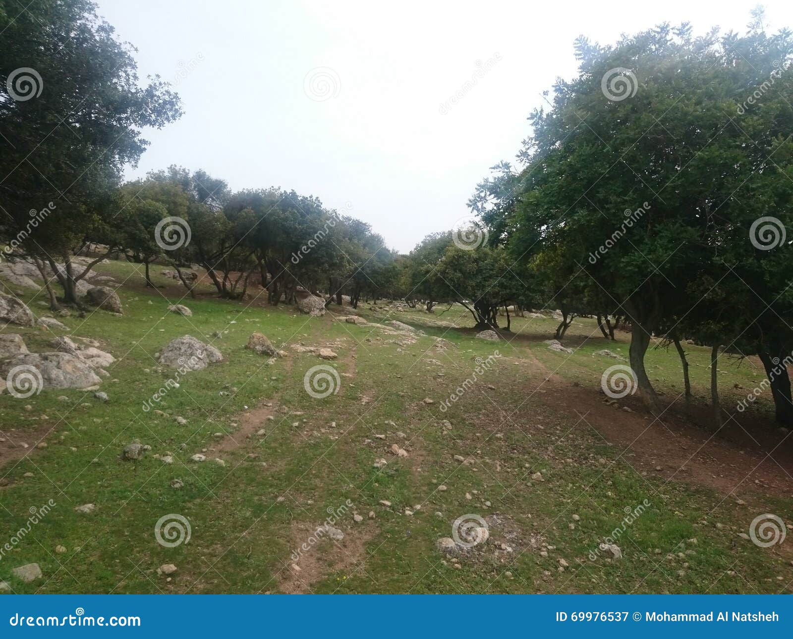 Spring in Jordan stock image. Image of spring, trees - 69976537