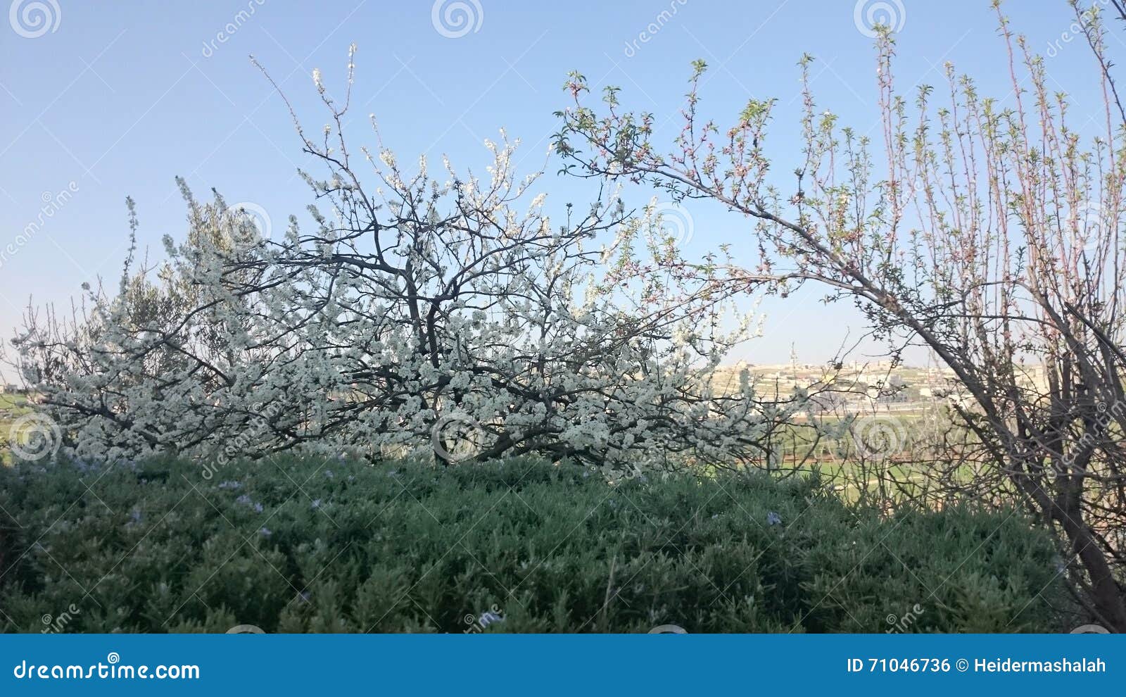 Spring in Jordan stock photo. Image of season, holyland - 71046736