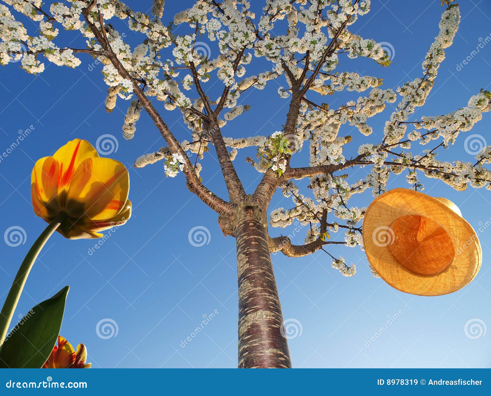 Spring-Jubilee stock image. Image of cherry, summer, celebrate - 8978319