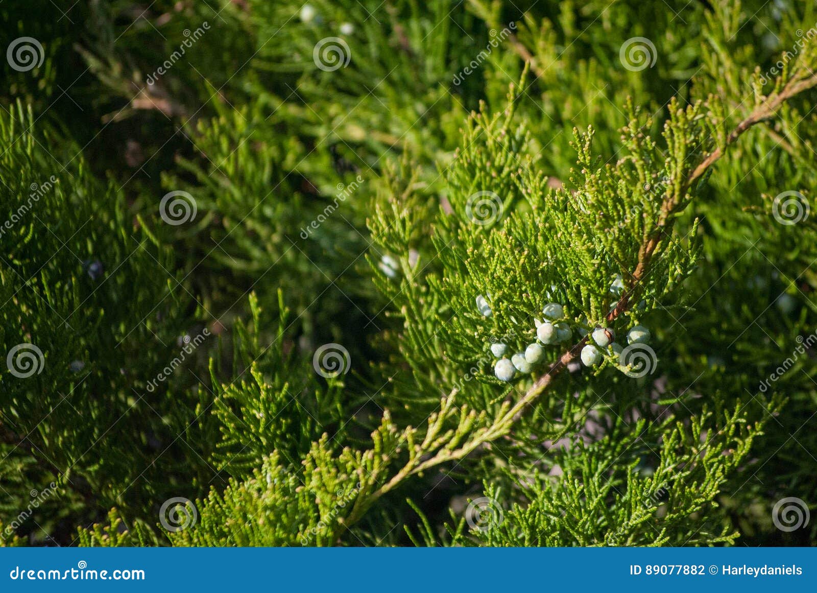 Spring Juniper, Branches with Berries Stock Photo - Image of green ...