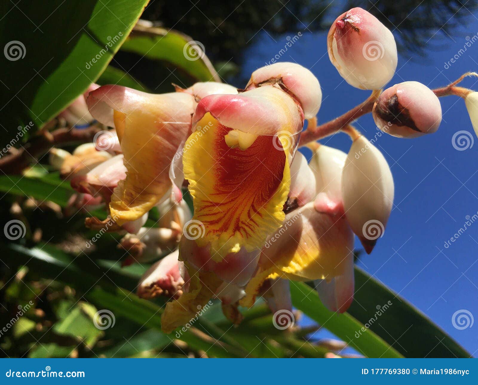 Spring on Kauai Island, Hawaii. Stock Photo - Image of kauai, spring ...