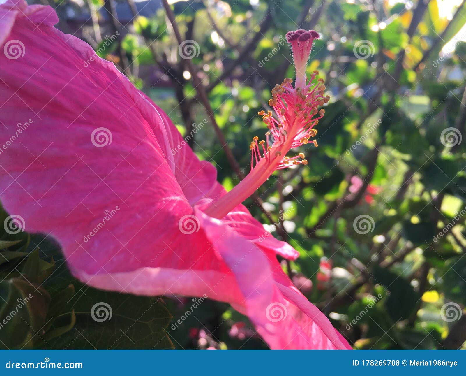 Spring on Kauai Island, Hawaii. Stock Photo - Image of mountains, trees ...