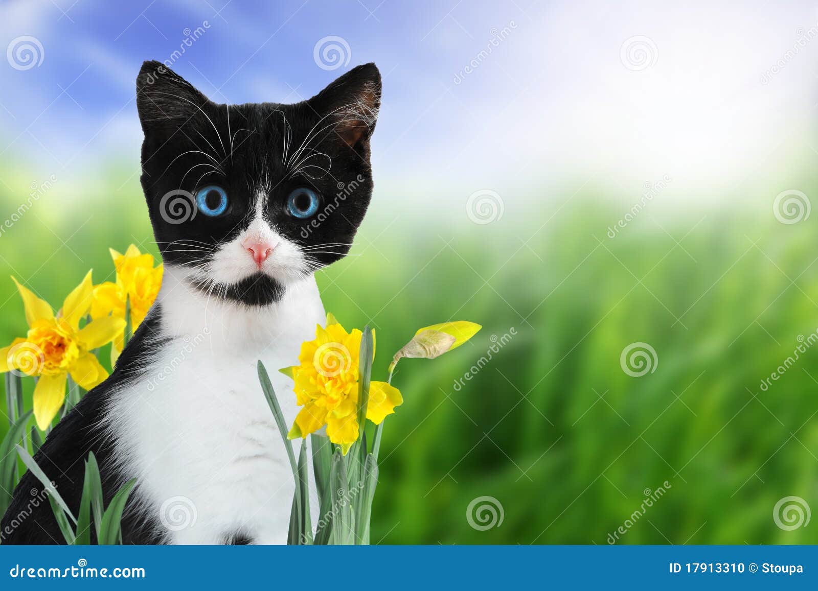 Spring kitten stock photo. Image of kitten, outdoor, white - 17913310