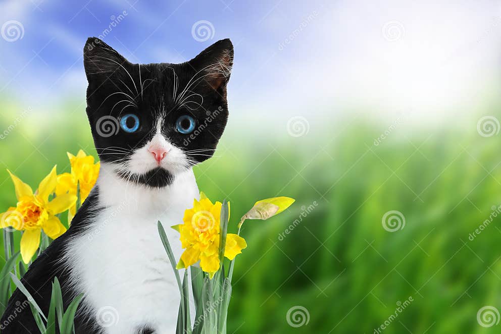 Spring kitten stock photo. Image of kitten, outdoor, white - 17913310