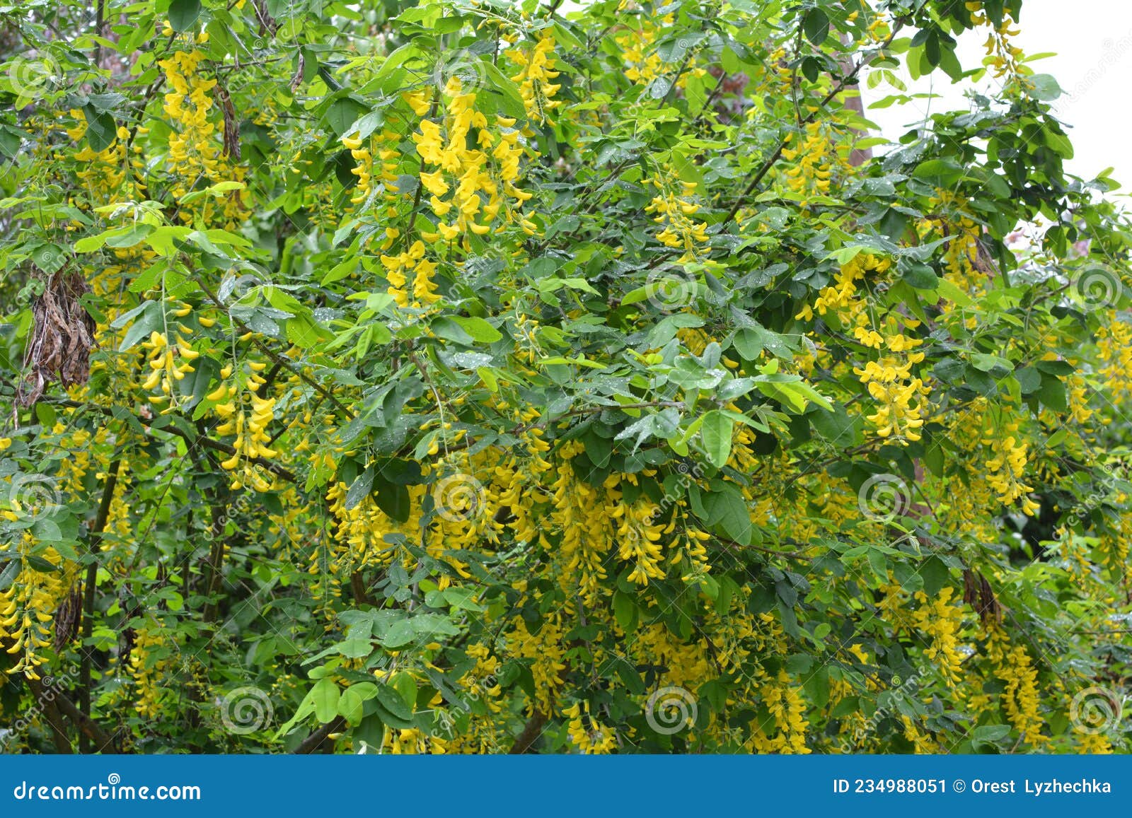 In Spring, Laburnum Blooms in Nature Stock Image - Image of beautiful ...
