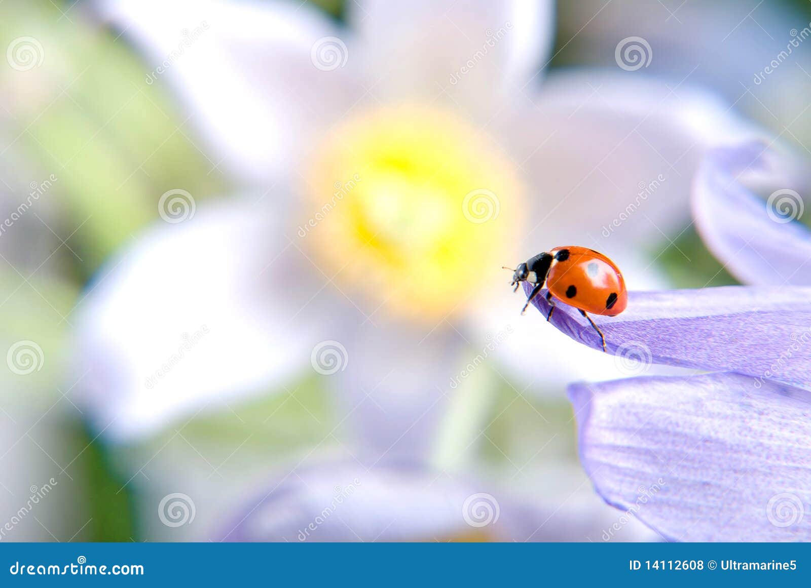 Spring ladybird stock photo. Image of beetle, grass, herb - 14112608