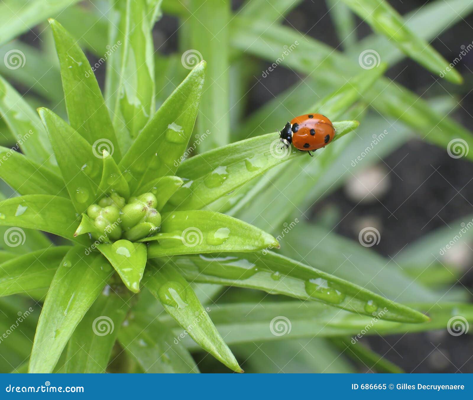 Spring Ladybug stock image. Image of wetness, ladybug, green - 686665